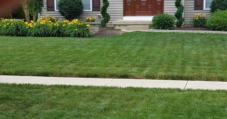 What are Grass Seed Mats and Do They Work? - Seeds of Compassion