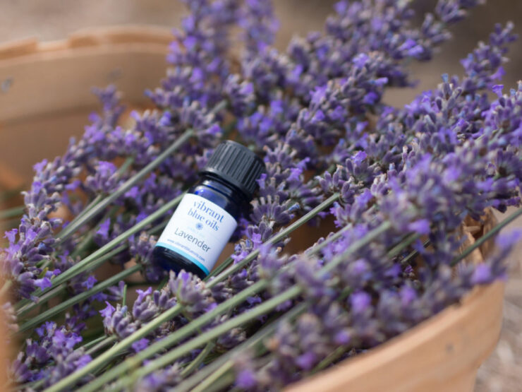 From Field to Bottle: The Story Behind Lavender Farming and Production ...