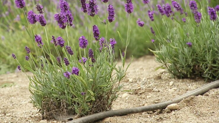 From Field to Bottle: The Story Behind Lavender Farming and Production ...